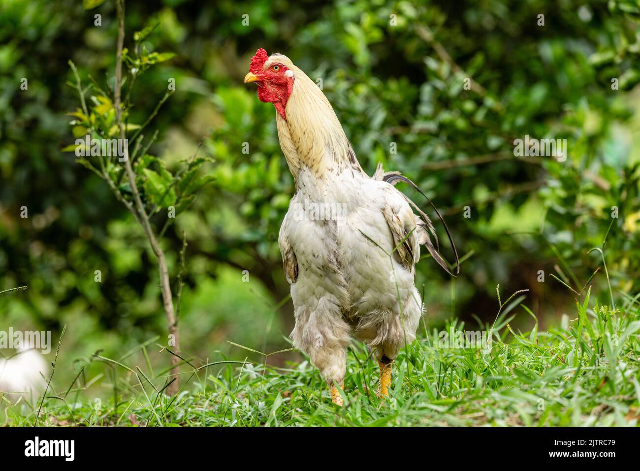 Free range chicken on a traditional poultry farm Stock Photo - Alamy