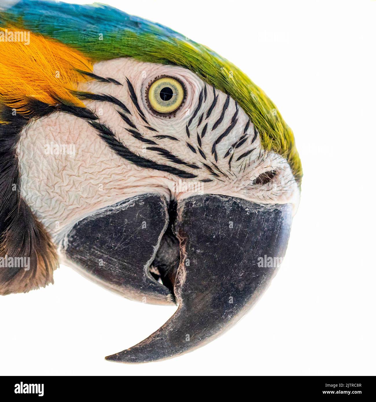 Beautiful Macaw Canindé (Ara ararauna) in white background Stock Photo ...