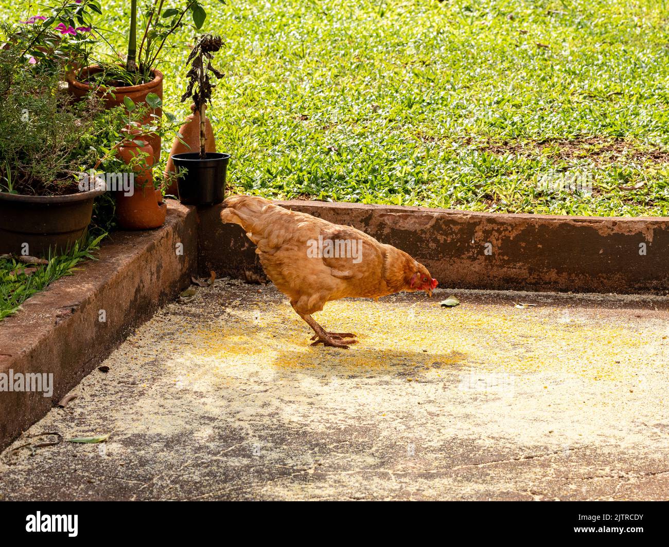 Free-range chicken (Gallus gallus domesticus) eating ground corn in the ...