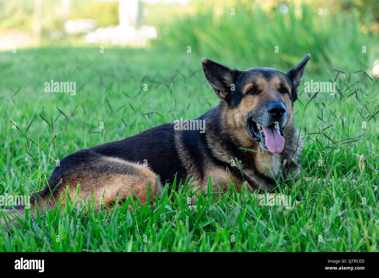 Beautiful elderly German Shepherd dog resting on the grass Stock Photo ...