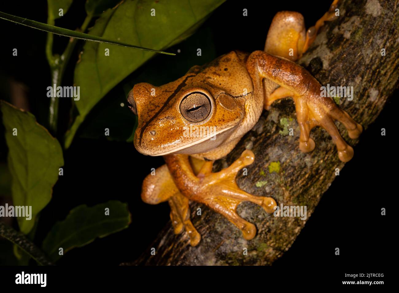 The blacksmith tree frog, blacksmith treefrog, or smith frog (Hypsiboas ...