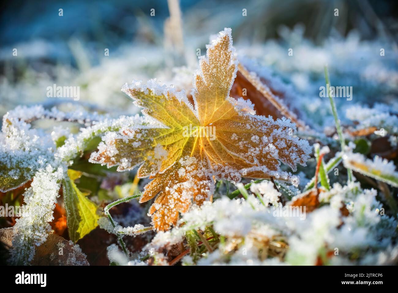 Leaf covered with frost and ice in the cold day in october Stock Photo ...