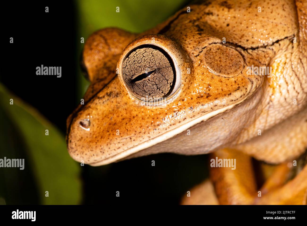The blacksmith tree frog, blacksmith treefrog, or smith frog (Hypsiboas ...