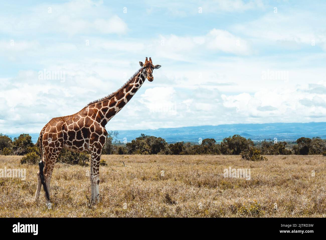 A giraffe in the African savanna Stock Photo - Alamy