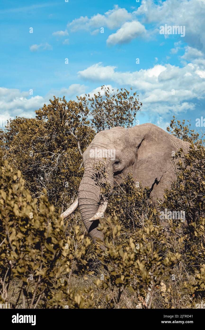 A vertical shot of an African elephant in the bushes Stock Photo - Alamy