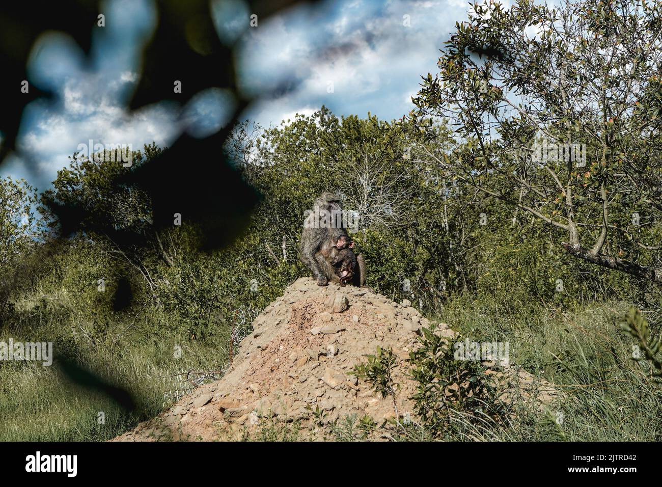 A female chacma baboon with an infant on a small mound. Papio ursinus ...
