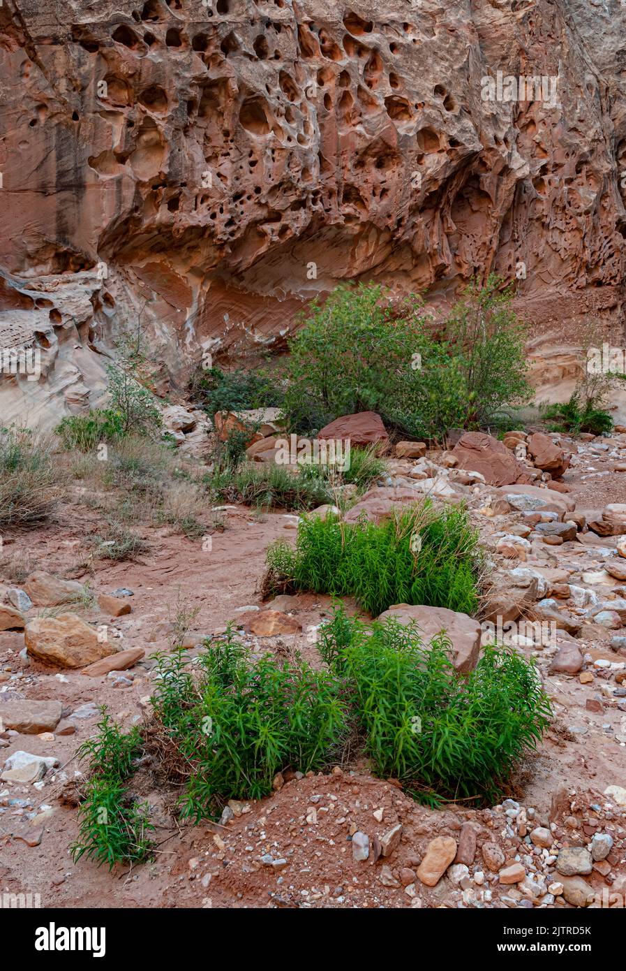 Desert flora occupies the floor of Capitol Gorge while the walls show ...