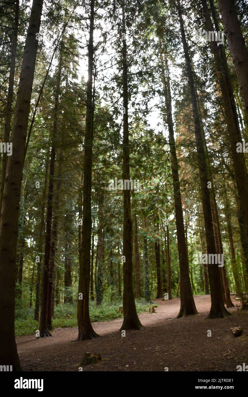 Itchen valley country park tall trees hi-res stock photography and ...