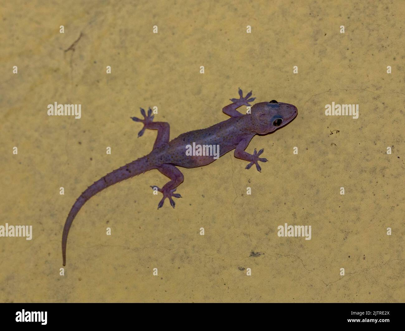 Mediterranean house geckos hi-res stock photography and images - Alamy