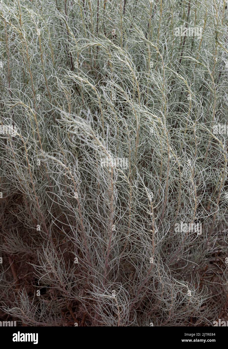 Sagebrush patterns are seen in this close up image of the plant, Grand ...