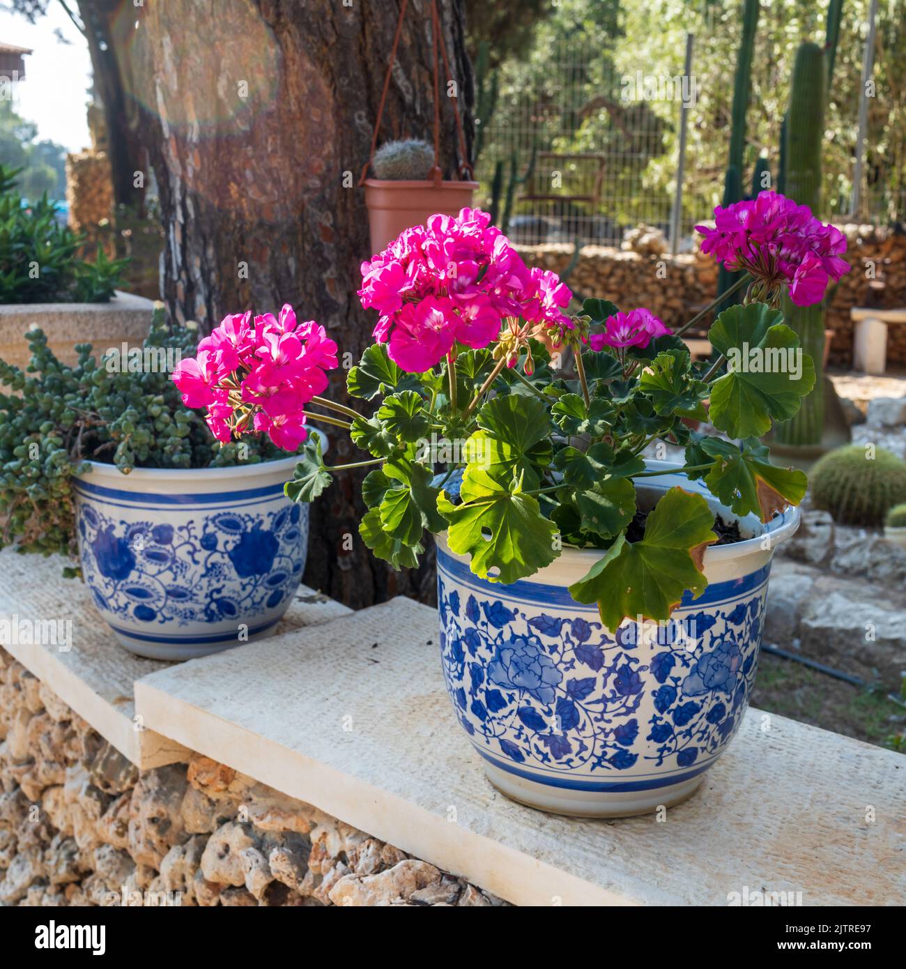 Red geranium in blue and white pots with majolica in the garden as a ...