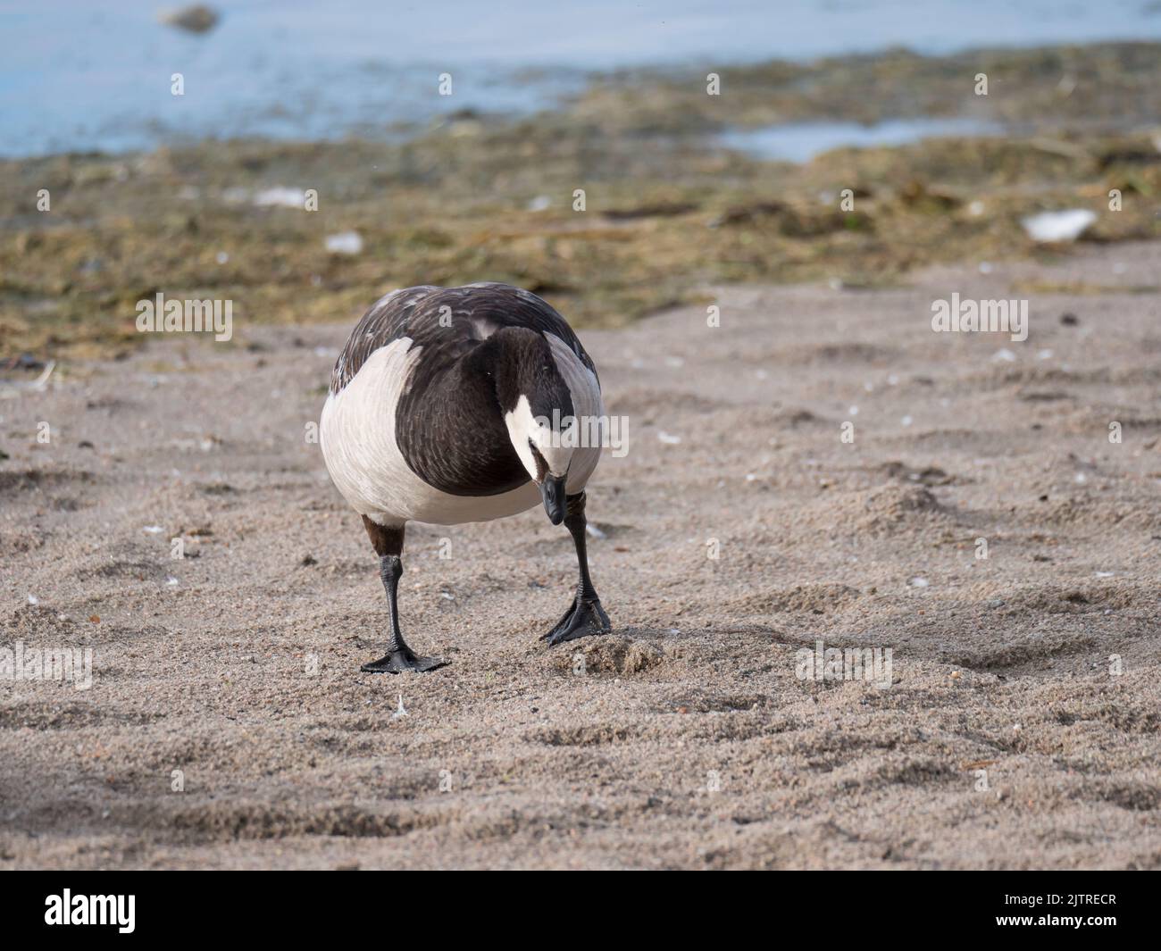 Close up of a barnacle goose, Branta leucopsis standing in the sand and ...