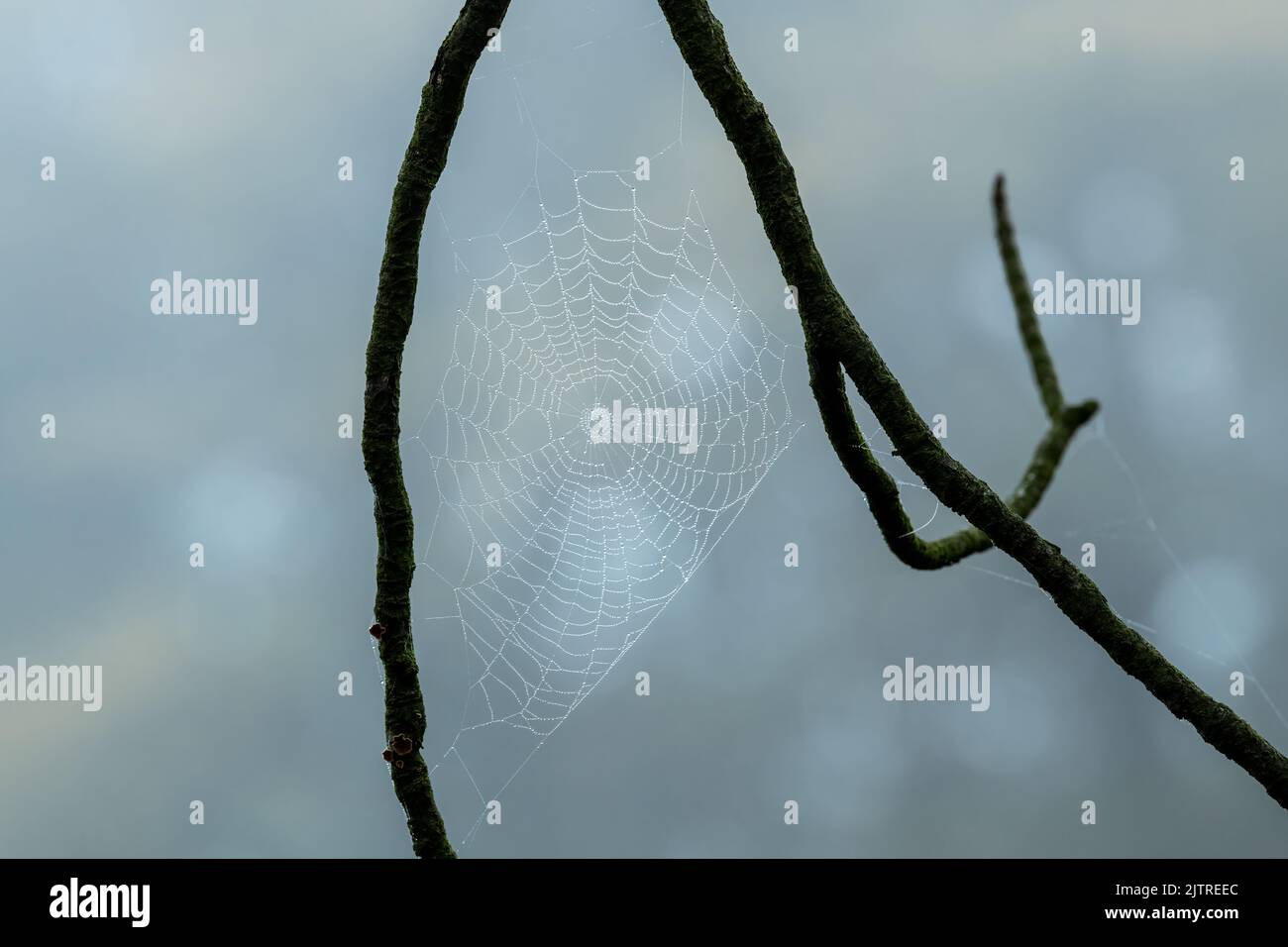 Spider web tree decoration hi-res stock photography and images - Alamy
