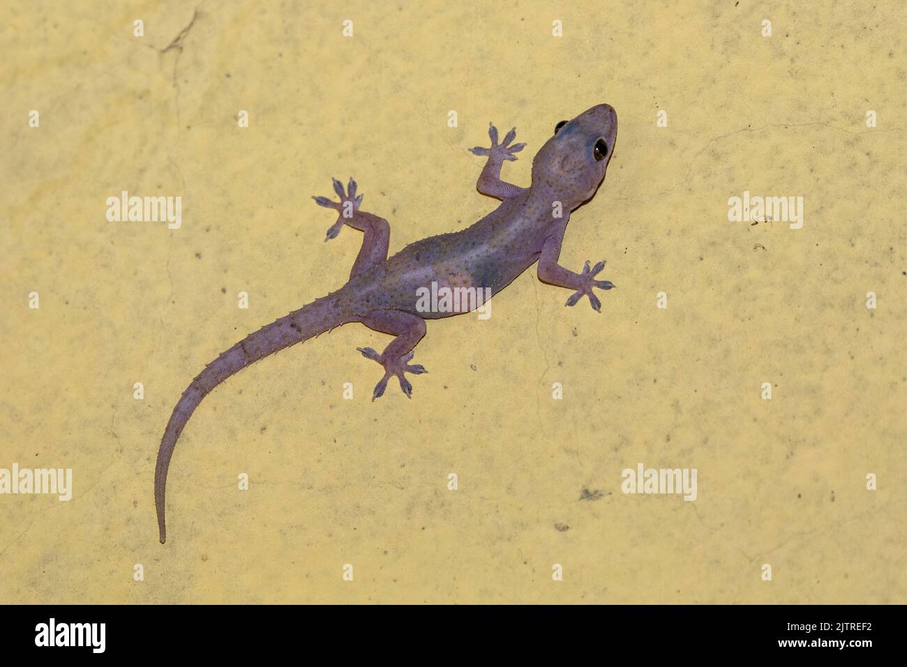 Domestic gecko walking on the house wall Stock Photo - Alamy