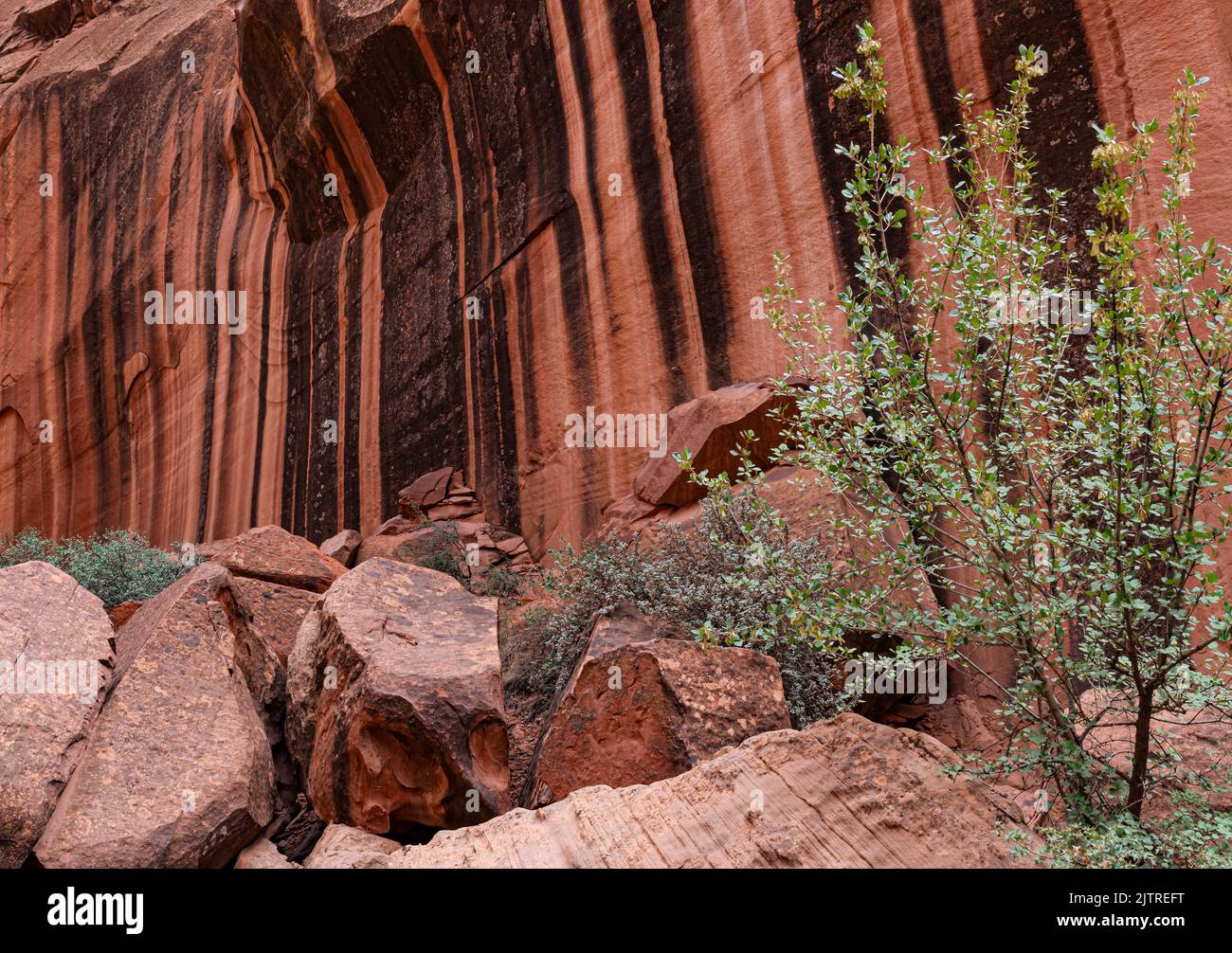 Desert Varnish colors a wall of red rock at Capitol Reef National Park ...