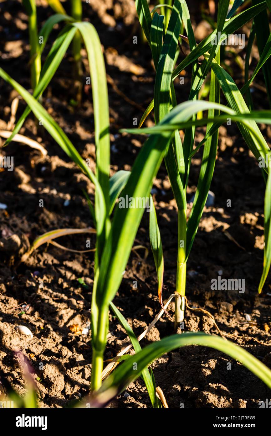 Spring onions grown in vegetable garden plots, Organically grown onions ...