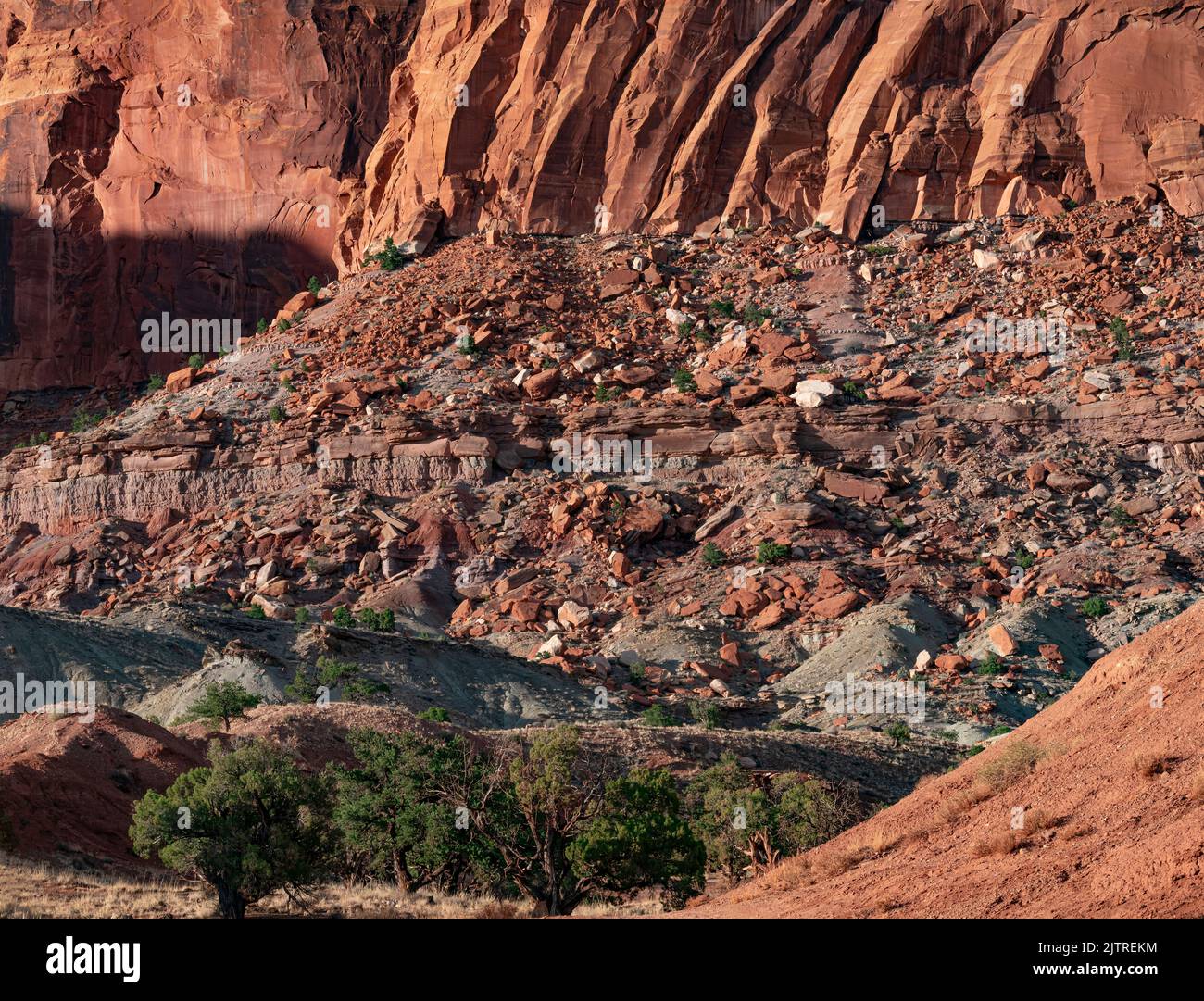 Pinyon Pine grows in front of a sheer rock wall at the Chimney Rock ...