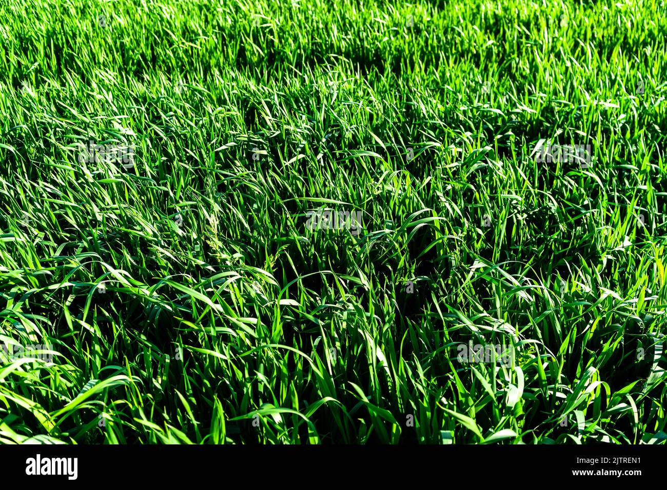 Detail of wheat field and farming concept Stock Photo - Alamy