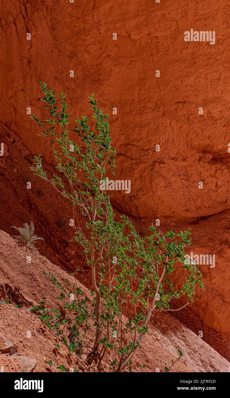 A desert Willow tree grows on a dry slope in Capitol Reef Gorge ...