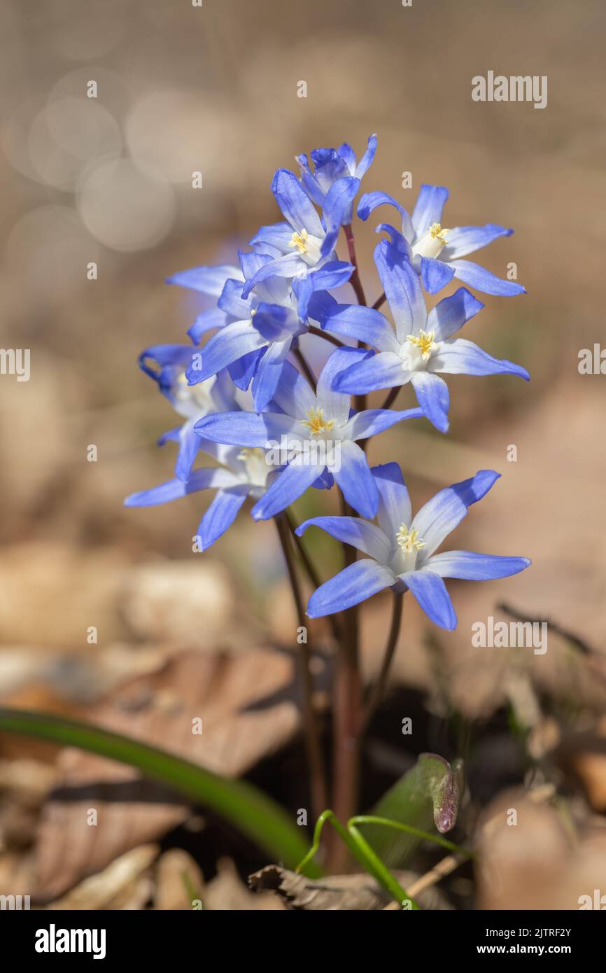 Wild growing glory-of-the-snow (Genus Chionodoxa Stock Photo - Alamy