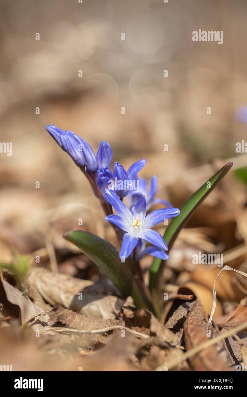 Wild growing glory-of-the-snow (Genus Chionodoxa Stock Photo - Alamy