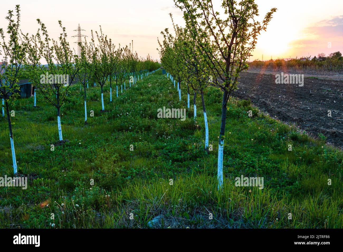 Beautiful sunset lights over the orchard of trees with painted trunks ...