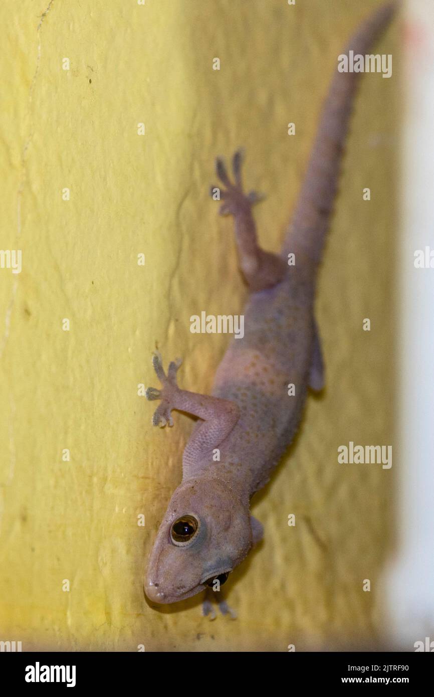 Domestic gecko walking on the house wall Stock Photo - Alamy