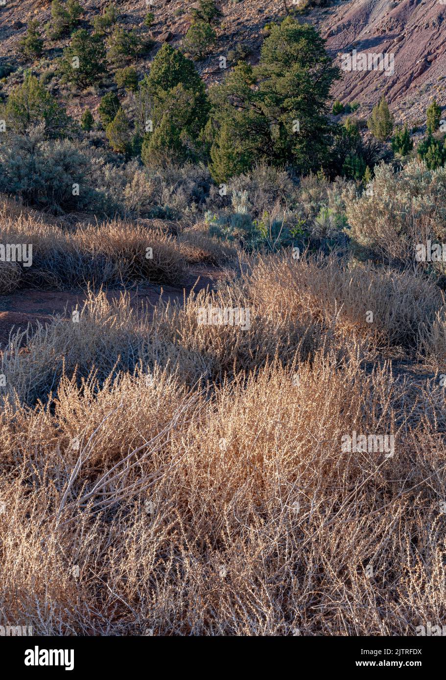 Desert scrub grows along Pleasant Creek Road, Capitol Reef National ...