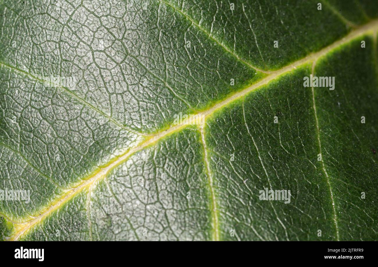 Green leaf close-up. The texture of the leaf surface on a macro scale ...