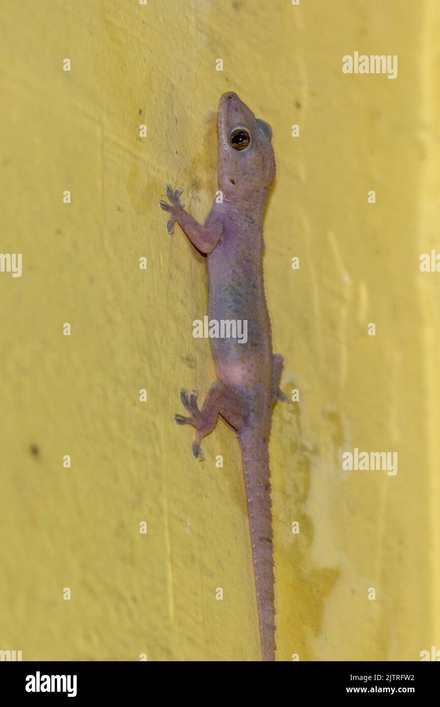 Baby common wall lizard hi-res stock photography and images - Alamy