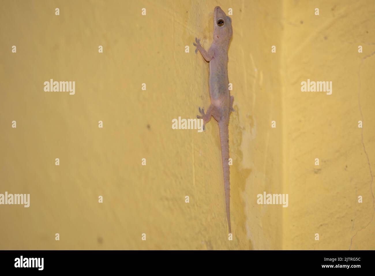Asian house geckos wall hi-res stock photography and images - Alamy