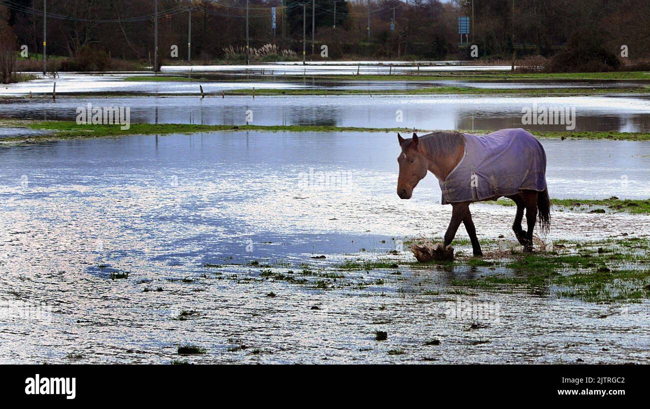 SUNDAY. A HORSE'S FIELD UNDER WATER AFTER THE RIVER MEON BURST ITS ...