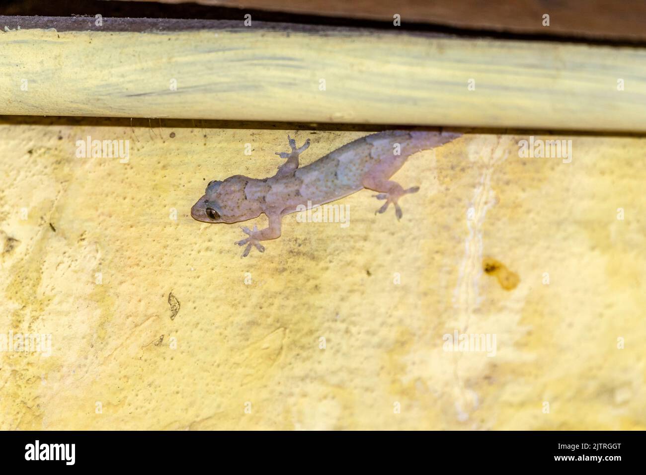 Domestic gecko walking on the house wall Stock Photo - Alamy