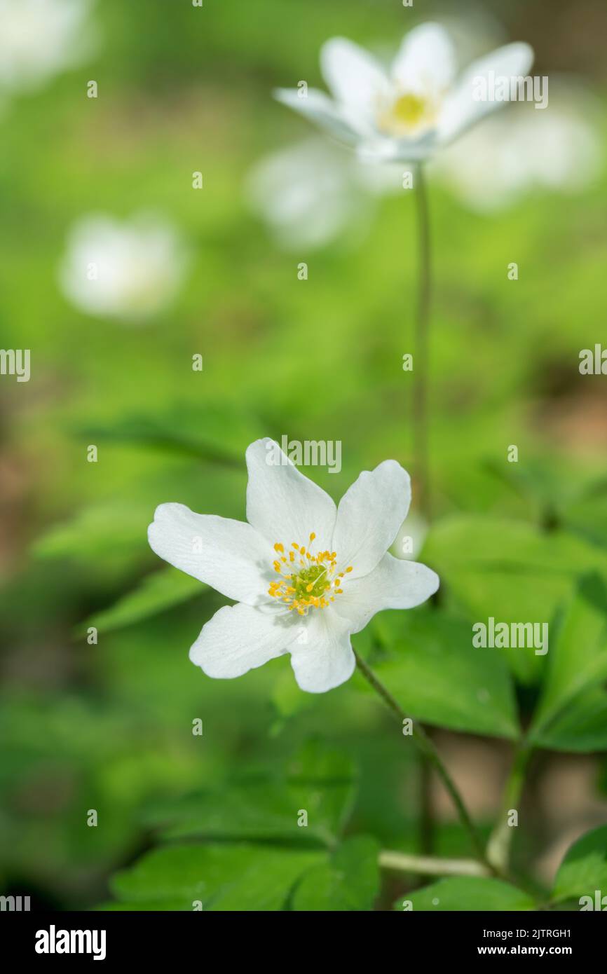 Wild growing windflowers (Anemone nemorosa Stock Photo - Alamy