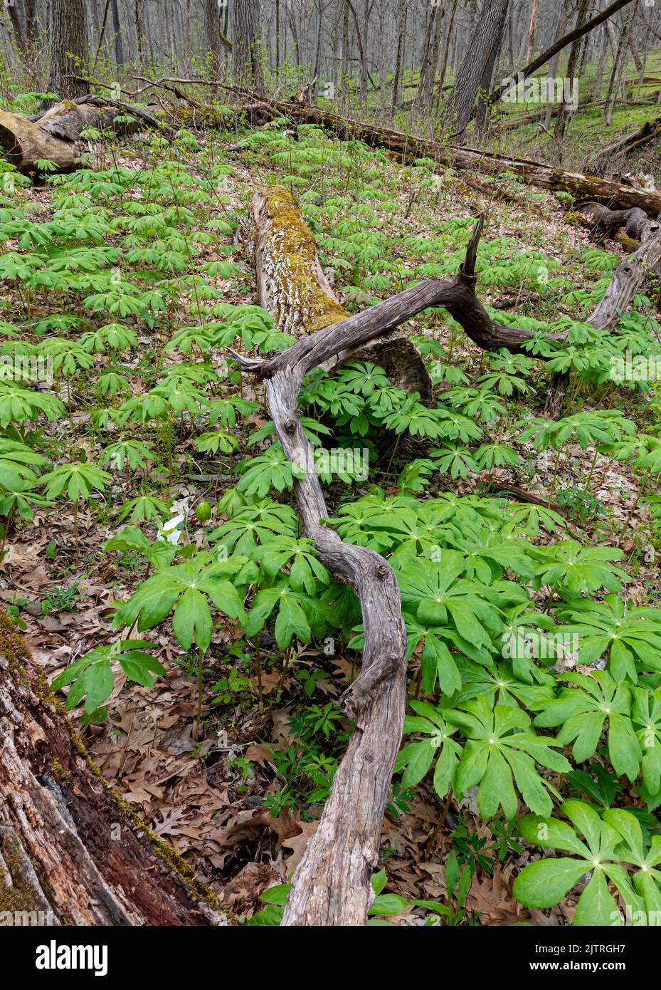 A twisted tree branch is enveloped with spring Mayapples on the forest ...