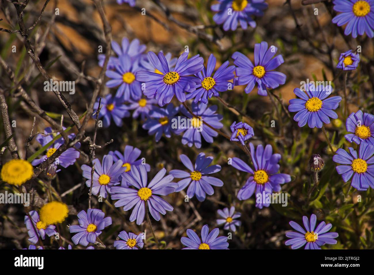 Blue Daisy (Felicia amelloides) 12030 Stock Photo - Alamy