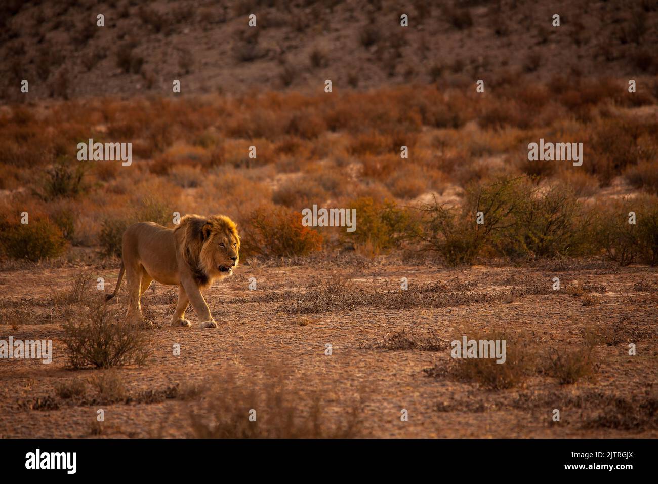 Male Lion (Panthera leo) patrolling his territory in Kgalagadi Trans ...