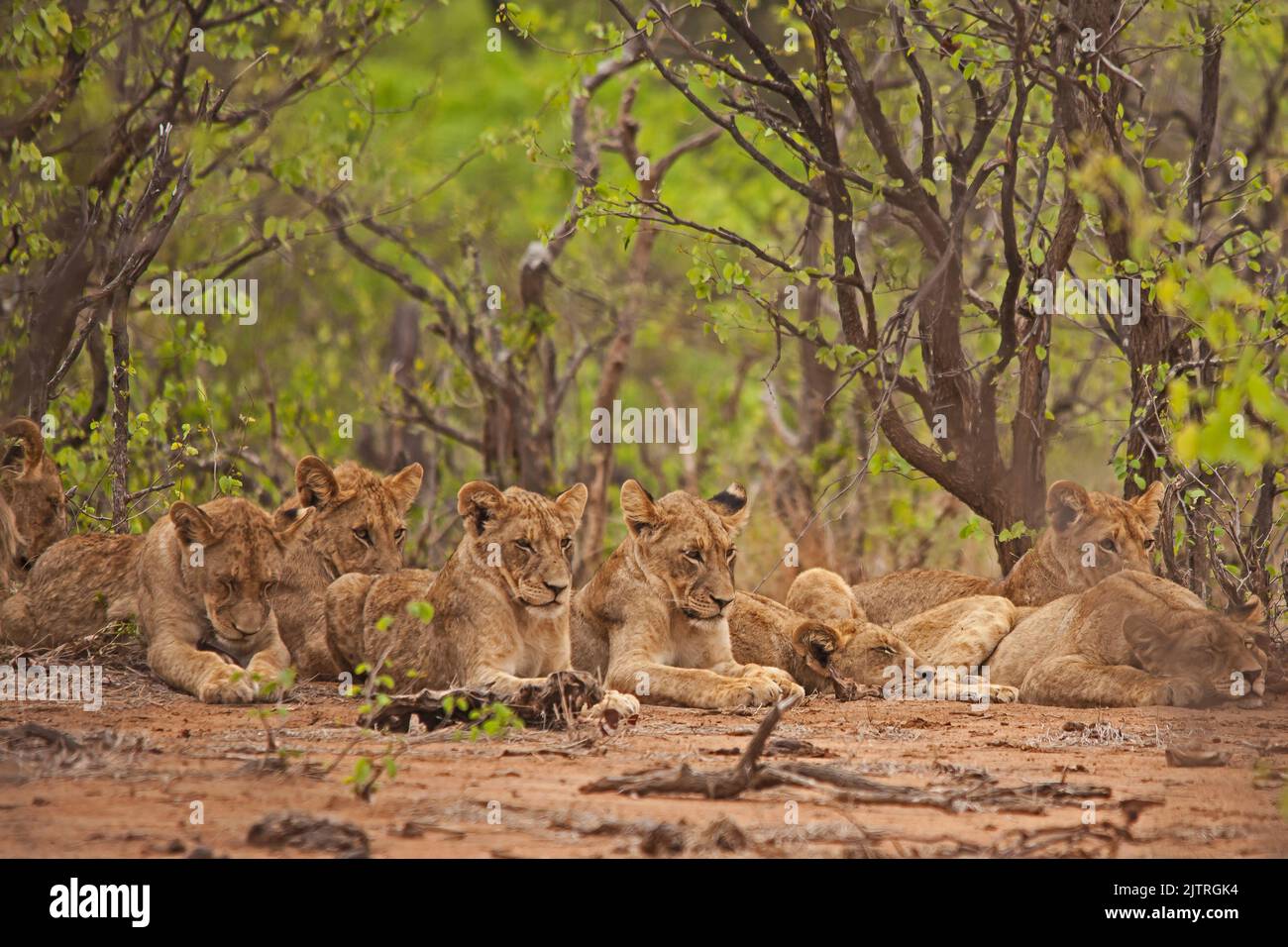 Eight sub adult lions {Panthera leo) resting in the shade to escape the ...