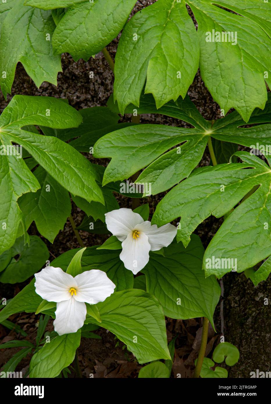 White Trillium or Large-flowered Triilium (Trillium grandiflorum) grows ...