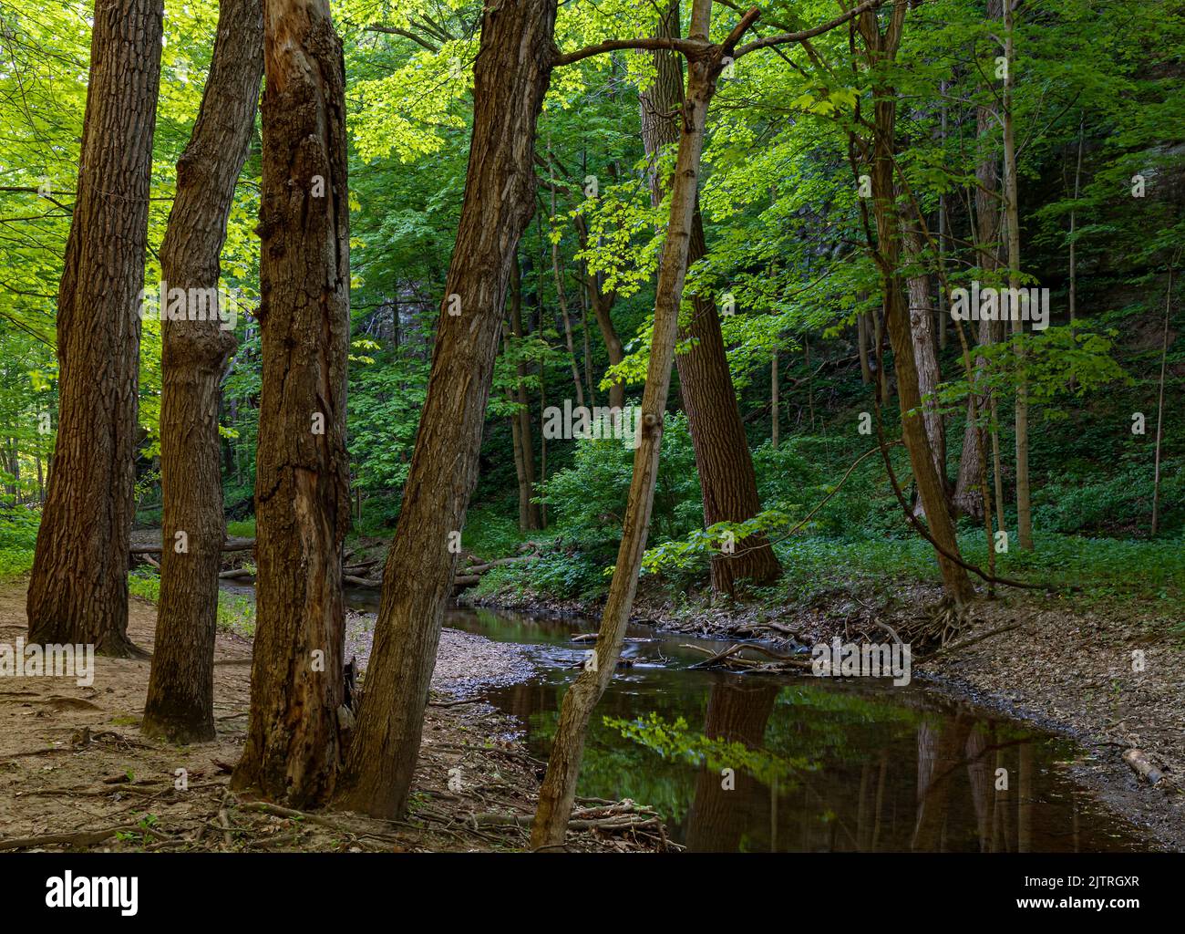 Spring foliage is highlighted by a bright overcast sky over Illinois ...