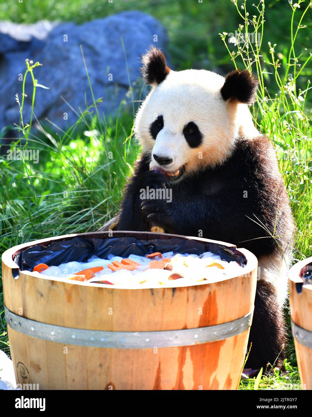 Berlin, Germany. 31st Aug, 2022. Giant panda Meng Xiang enjoys a ...