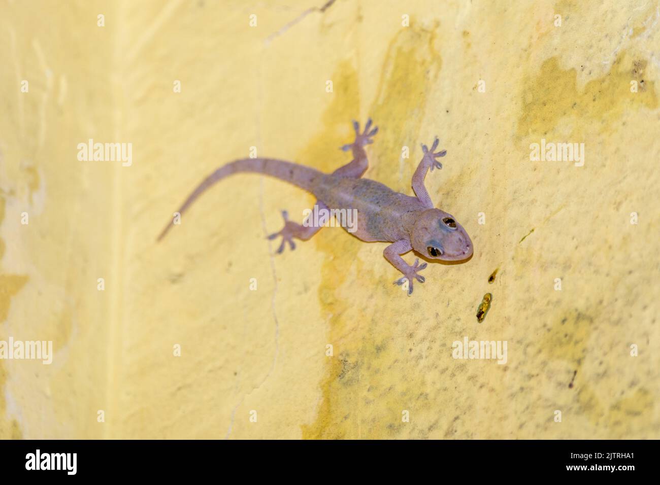 Baby common wall lizard hi-res stock photography and images - Alamy