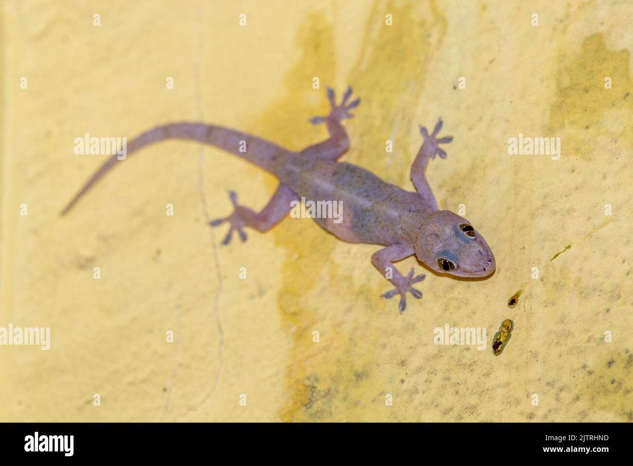 Domestic gecko walking on the house wall Stock Photo - Alamy