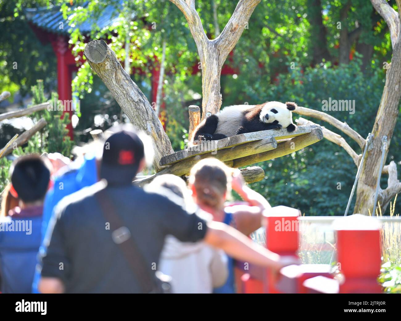 Berlin, Germany. 31st Aug, 2022. Visitors watch giant panda Meng Xiang ...