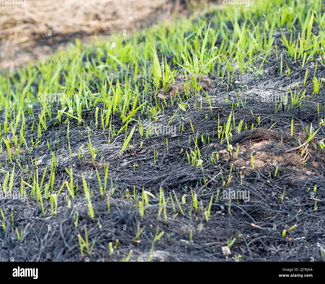 Burned-out grass. A site of fire after burning the grass in spring ...