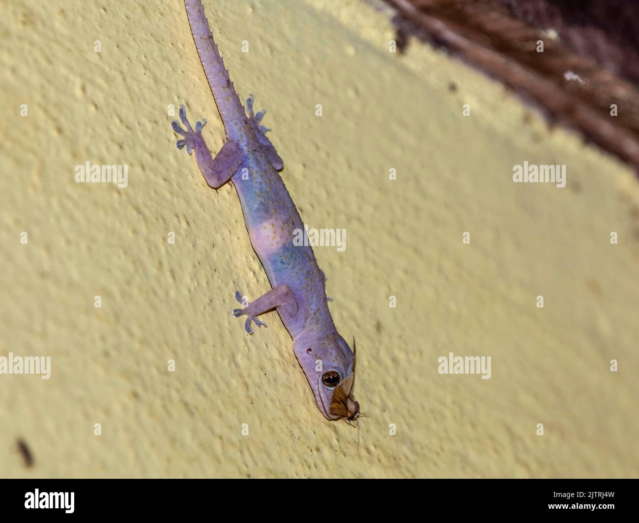 Domestic gecko walking on the house wall Stock Photo - Alamy
