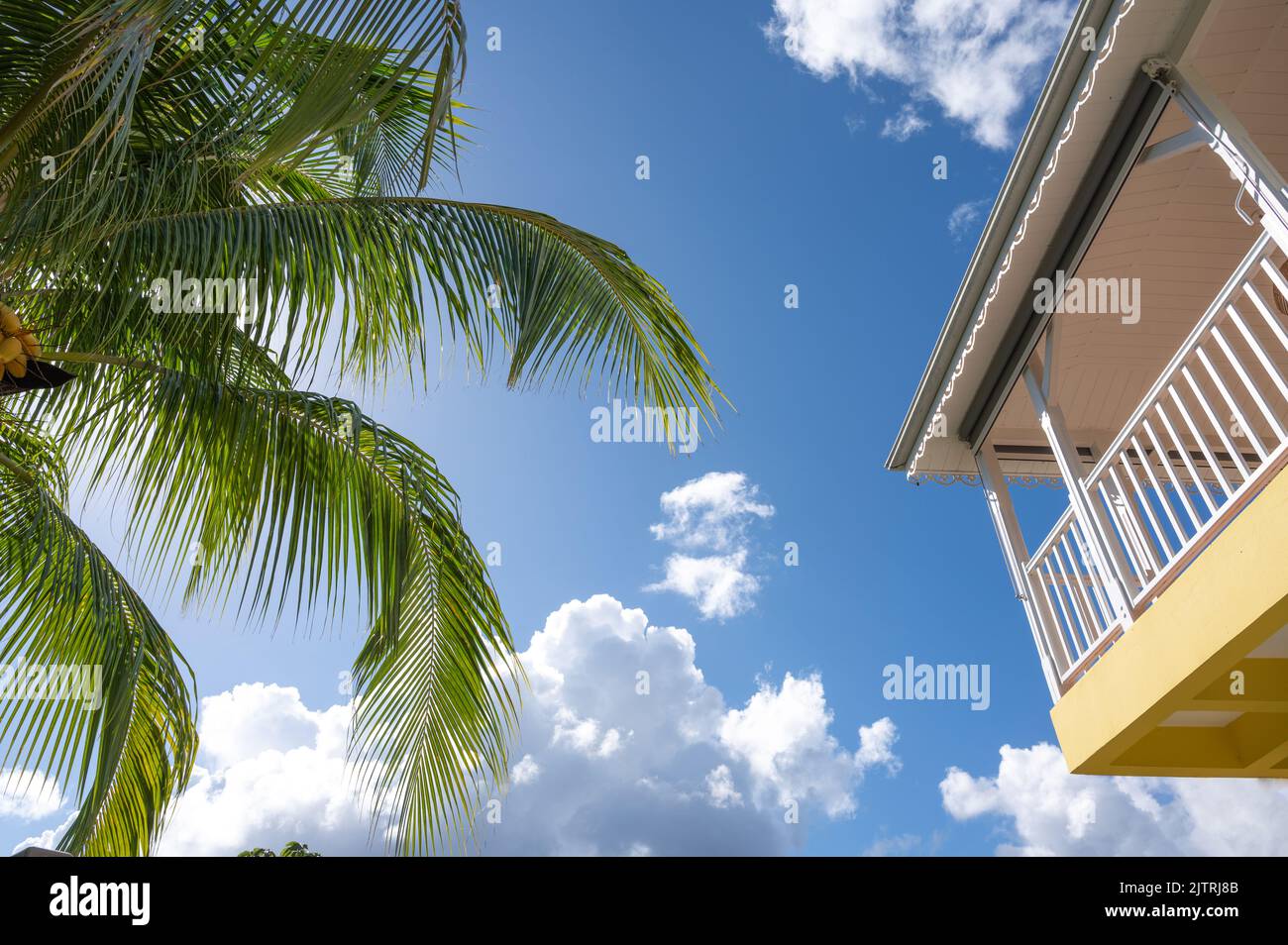 coconut tree with carribean house Stock Photo - Alamy