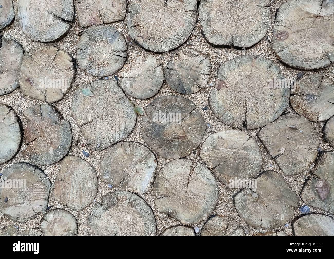 Felled tree trunks, Stack of Wood Stumps. Cutted firewood. Geometric ...