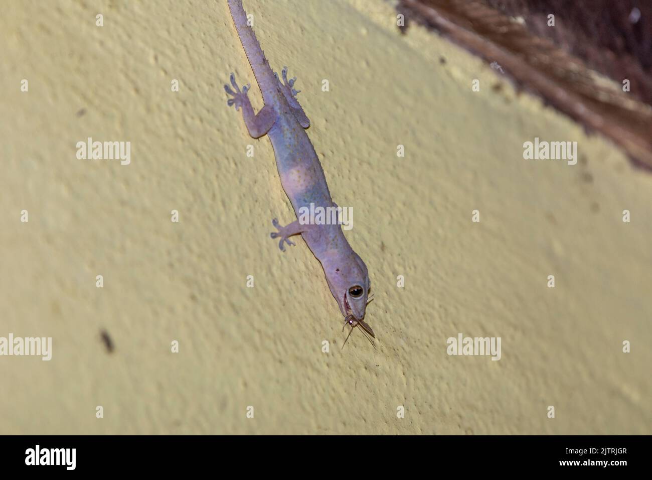 Domestic gecko walking on the house wall Stock Photo - Alamy