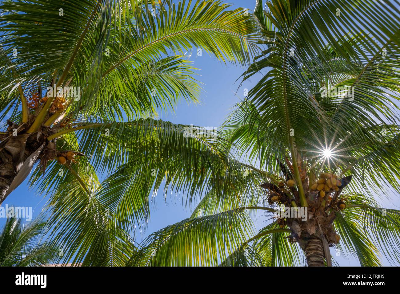 coconut tree with coconut Stock Photo - Alamy